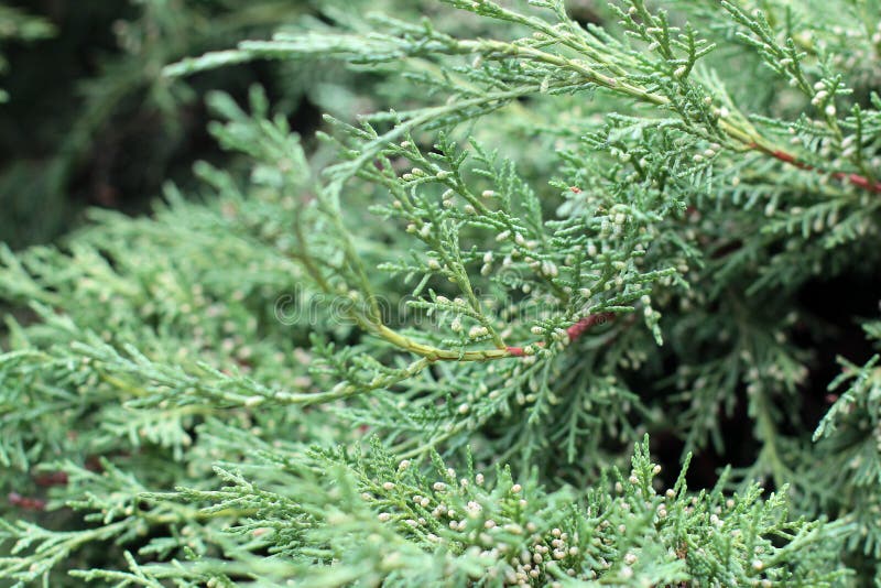 Closeup of Cypress Tree Branch in the Hedge in Garden Stock Image ...