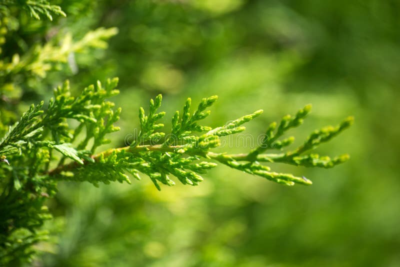 Cypress Tree Branch in the Hedge in the Garden Stock Image - Image of ...