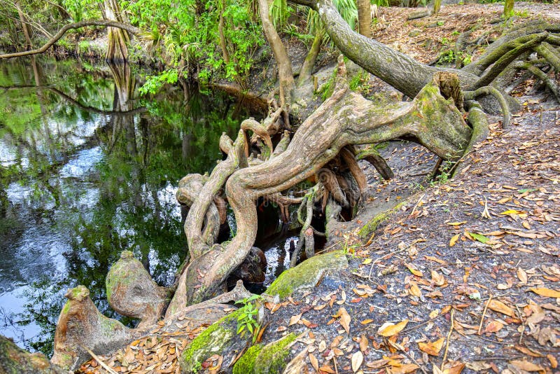 Cypress Roots, Swamp, Big Cypress National Preserve, Florida Stock ...