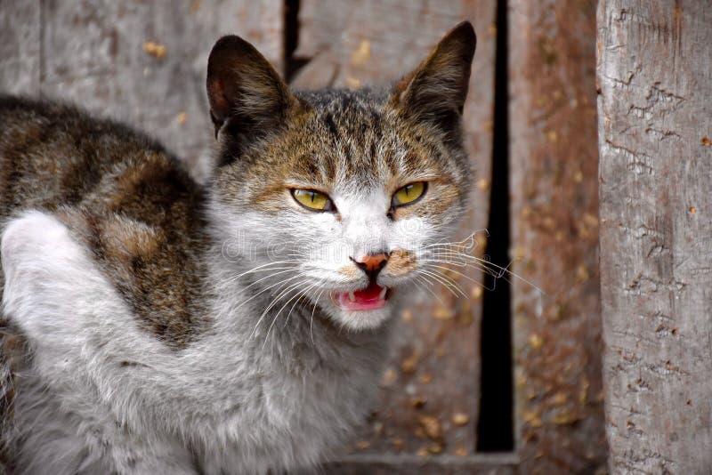 Closeup of a Cyprus Cat Against a Wooden Wall Stock Photo - Image of ...