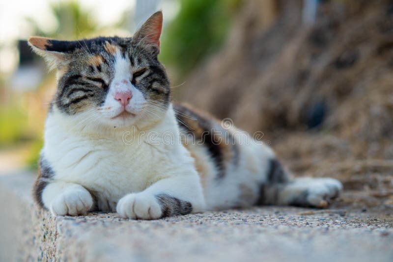 Closeup of a Cyprus Cat Lying on the Ground Stock Photo - Image of park ...