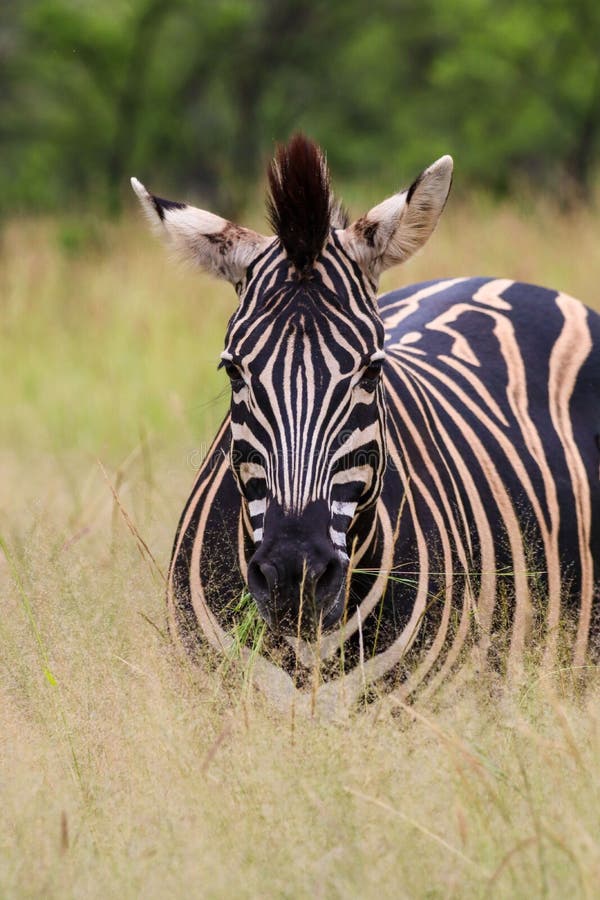 Closeup D'une Zèbre Mangeant De L'herbe Dans Le Champ Un Plan Vertical ...