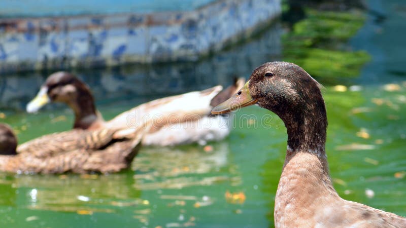 Closeup of a Dabbling Duck in Zoo Stock Photo - Image of beak, flamingo ...