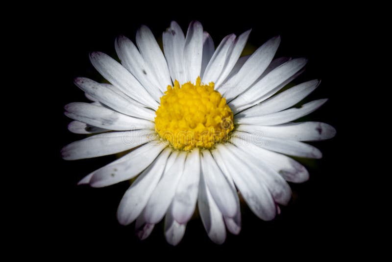 Closeup of a Daisy on a Black Background Stock Photo - Image of pattern ...