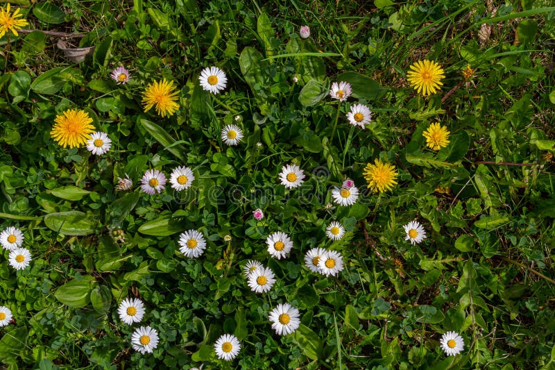 Closeup of Daisy in Garden . Bellis Perennis Stock Image - Image of ...