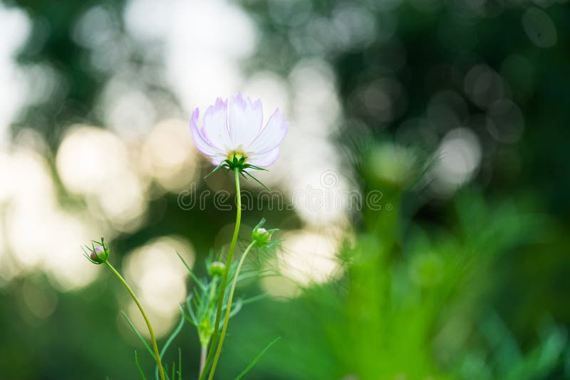 Closeup the daisy stock photo. Image of spring, flower - 61184350