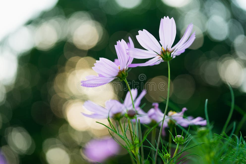 Closeup the daisy stock photo. Image of grass, blossom - 61184404