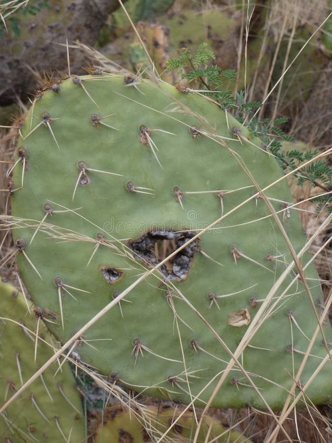 Opuntia Joconostle Stock Photos - Free & Royalty-Free Stock Photos from ...