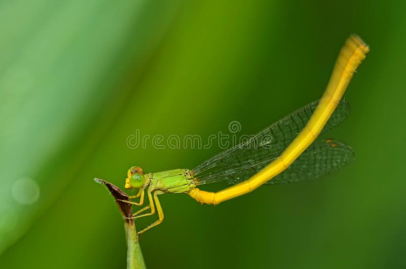 Closeup of a Damsel Fly Flapping Tail Stock Image - Image of crawling ...