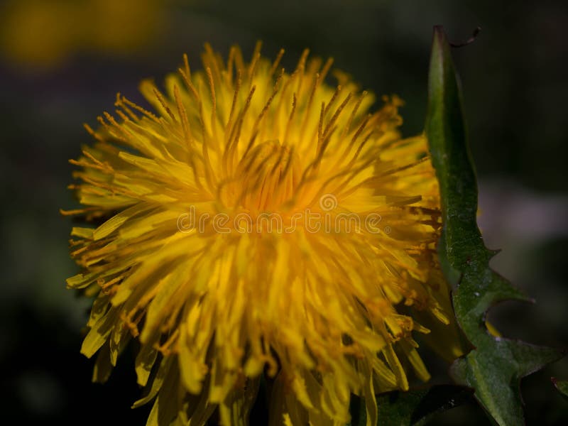 Macro of Dandelion Bloom with Leaf Stock Photo - Image of closeup ...