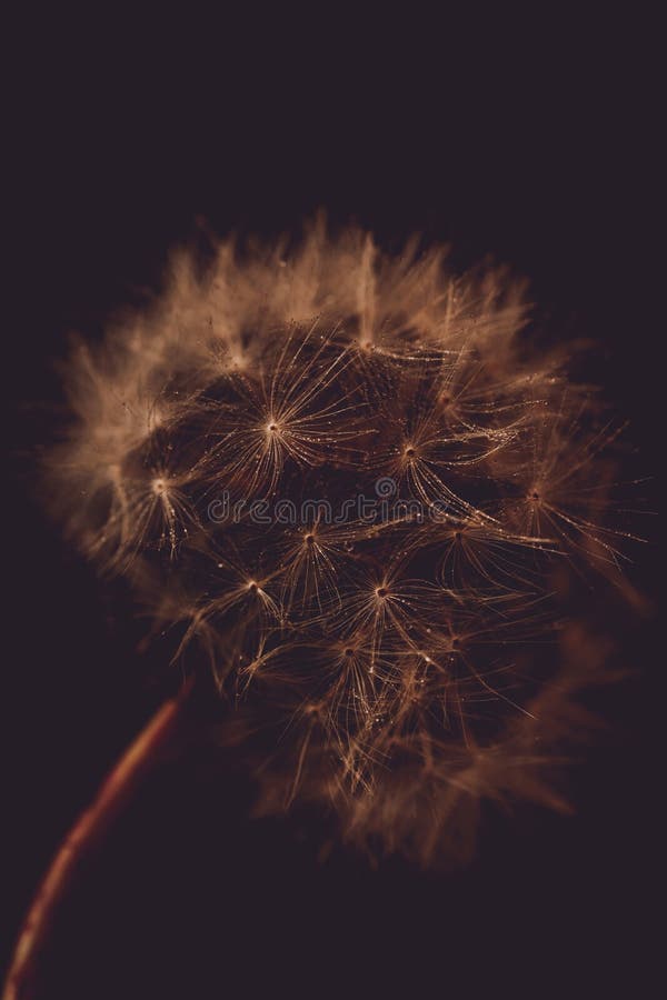 Closeup of a Dandelion with a Dark Background Stock Image - Image of ...