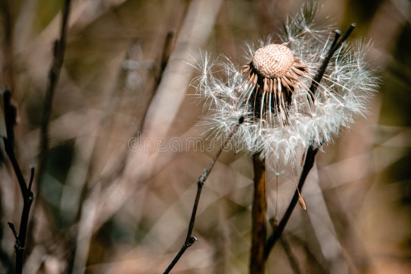 Closeup of a Dandelion with a Colorful Background Stock Image - Image ...