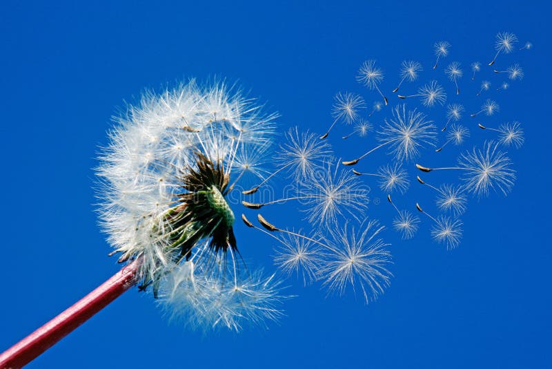 7,000 Dandelion Seeds Flying Stock Photos - Free & Royalty-Free Stock ... 7,000 Dandelion Seeds Flying Stock Photos - Free & Royalty-Free Stock ...