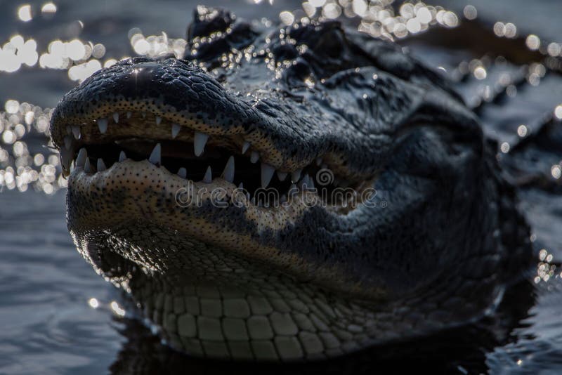 Closeup of a Dangerous Crocodile Sneaking from the Water Stock Image ...