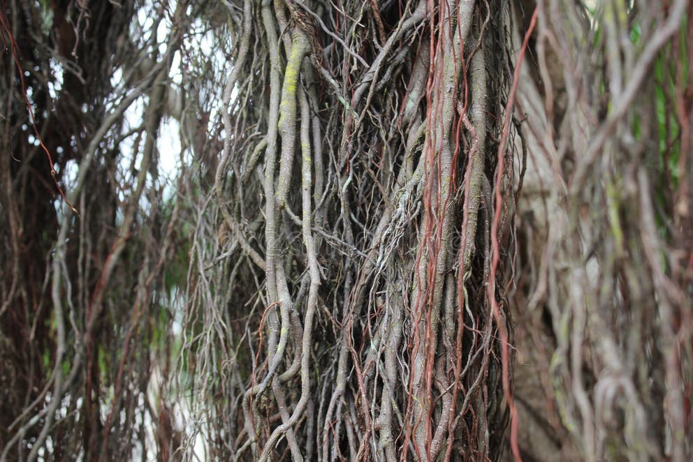 Tree Dangling Branches stock photo. Image of back, design - 170452790