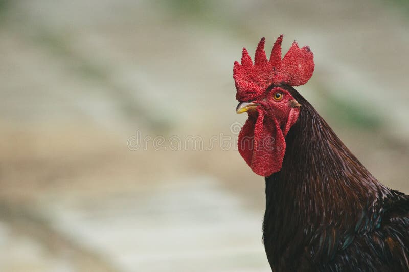 Closeup of a Dark Brown Rooster. Stock Photo - Image of rural, domestic ...