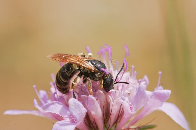 Closeup of a Dark Mediterranean Halictus on a Pink Scabious Flower in a ...