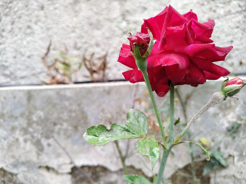 Closeup De Roses Rouges Sur Le Mur Image stock - Image du rose, pétale ...