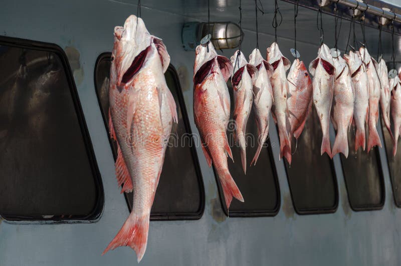 Closeup of Dead Fish Hanging on Ropes on a Ship Stock Image - Image of ...