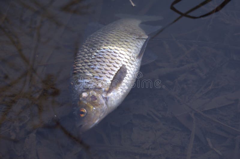 Dead Fish by Pollution in Lake Stock Image - Image of environmental ...