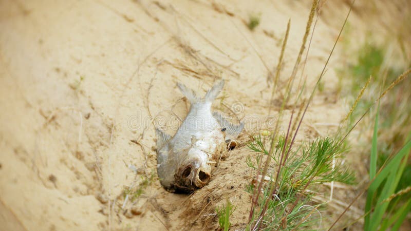 Stink Dead Fish Decaying on Polluted Seashore, Toxic Waste Harming ...