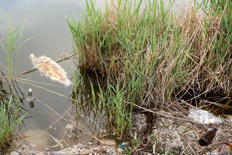 Closeup of a Dead Fish in the Water Due To the Pollution Stock Image ...