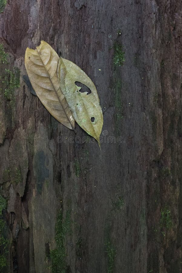 Closeup of Dead Jungle Tree Stock Photo - Image of bark, wooden: 143873834