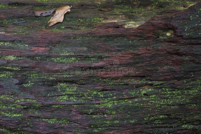 Closeup of Dead Jungle Tree Stock Image - Image of trunk, dead: 143873897