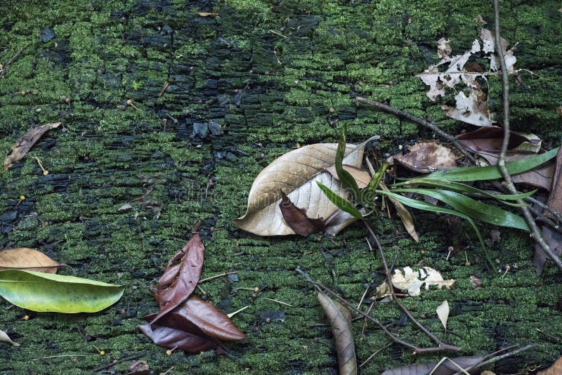 Closeup of Dead Jungle Tree Stock Image - Image of trunk, dead: 143873897