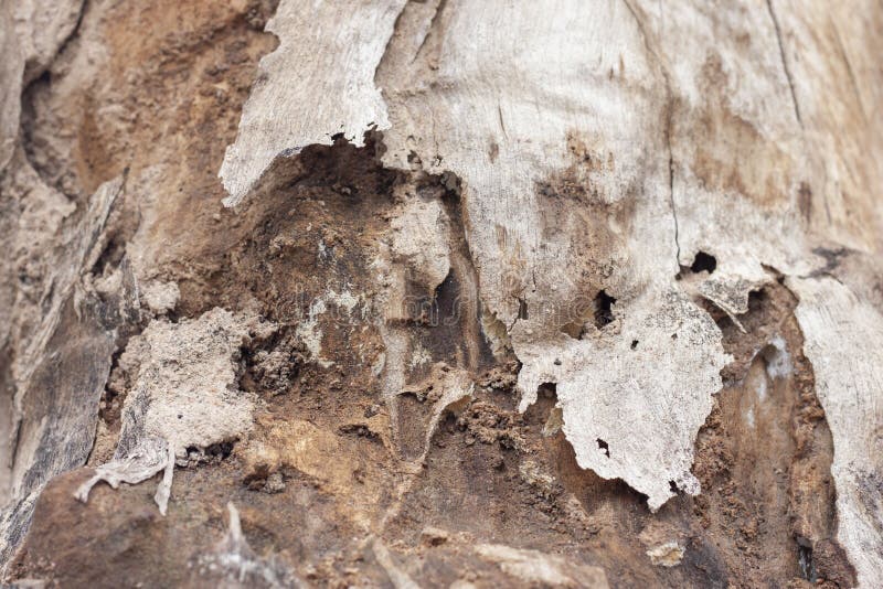 Closeup of Rotting Food. Mold Growing on Stewed Meat. Meat Mold, Dog ...