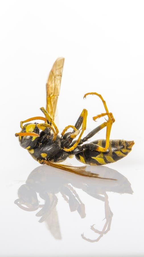 Closeup of a Dead Wasp Over a White Background Stock Photo - Image of ...