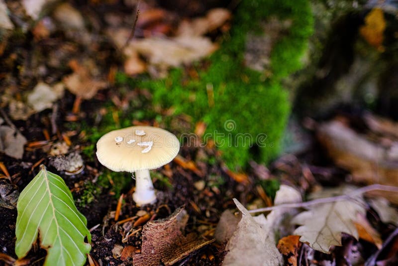 Closeup of Death Cap Mushroom in an Autumn Forest Stock Image - Image ...
