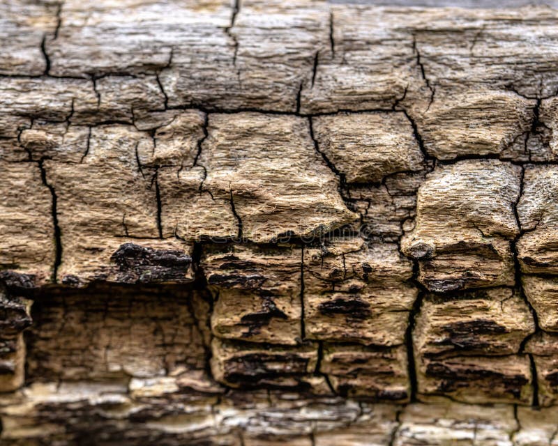 Closeup of a Decaying Wood Trunk with Cracks. Stock Image - Image of ...