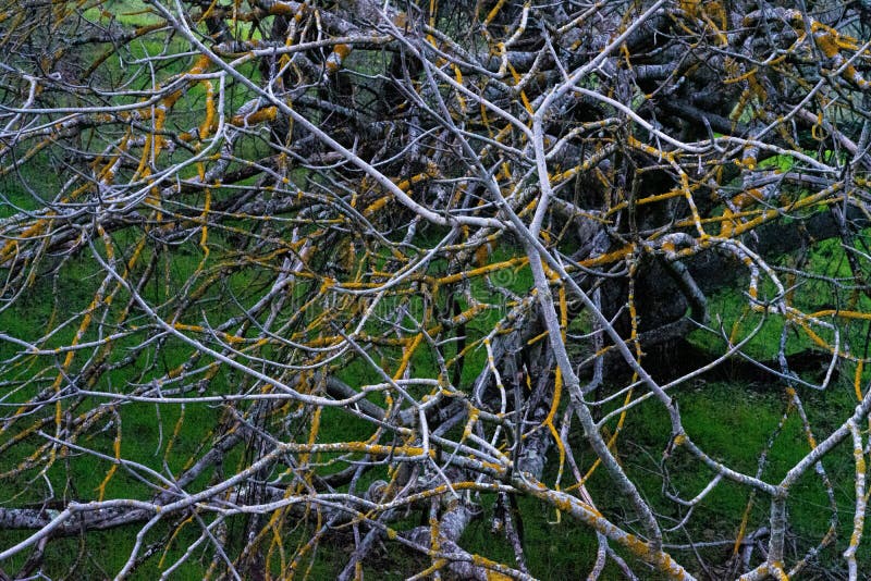 Closeup of Deciduous Tangled Branches on the Green Grass Stock Image ...