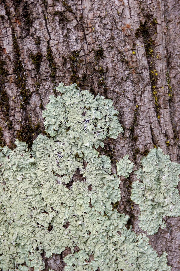 Closeup of an Deciduous Tree Bark Covered with Green Lichen Stock Image ...