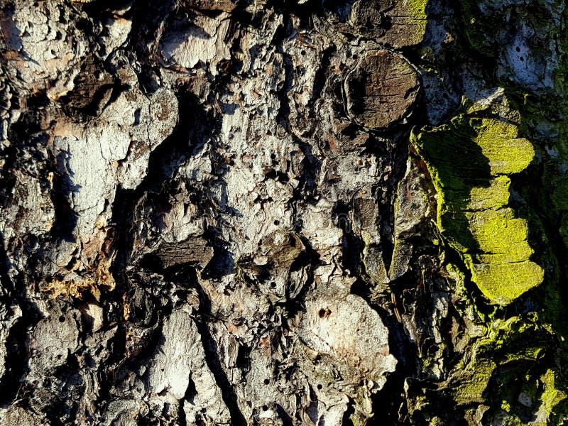 Bark of a tree macro stock photo. Image of life, green - 121607664