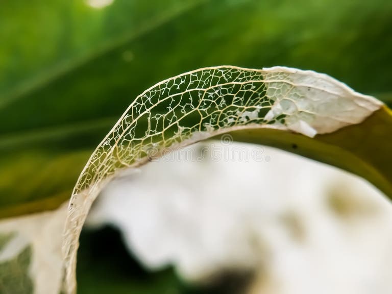 Closeup of a Decomposing Leaf. Decomposing Leaf Resulting in Leaf ...