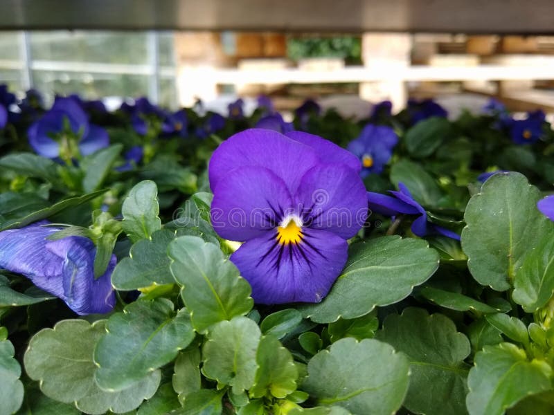 Viola `F1 Blue` stock photo. Image of beautiful, petal - 235510774
