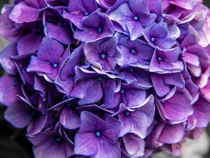 Closeup of Deep Purple Hydrangea Flower Petals Stock Photo - Image of ...