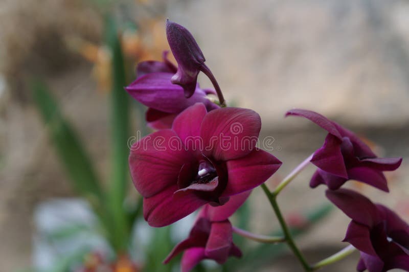 Macro of Deep Red Dendrobium Orchid Stock Image - Image of cultivating ...