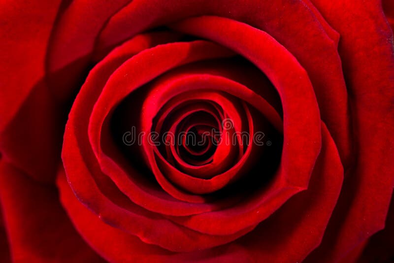 Closeup of on Deep Red Rose Petals on White Background. Stock Image ...