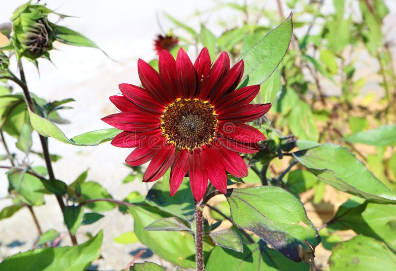Deep Red Sunflower Blooming Field Stock Photos - Free & Royalty-Free ...