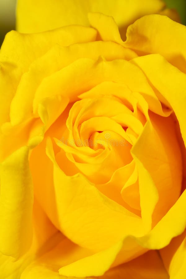 Deep yellow eyes stock image. Image of portrait, chase - 2186493