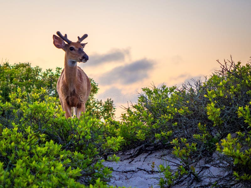 Closeup of a Deer in Smith Point, US at Sunset Stock Photo - Image of beautiful, furry: 257813294