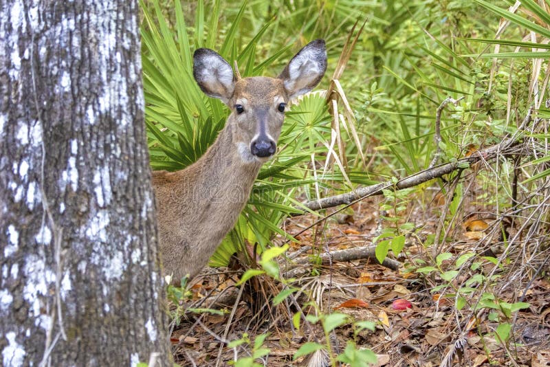 Deer, Young Buck Hiding Behind a Tree Stock Image - Image of hunt ...
