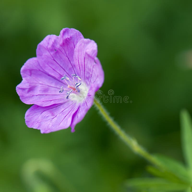 Purple flower stock image. Image of freshness, bloom - 30212215