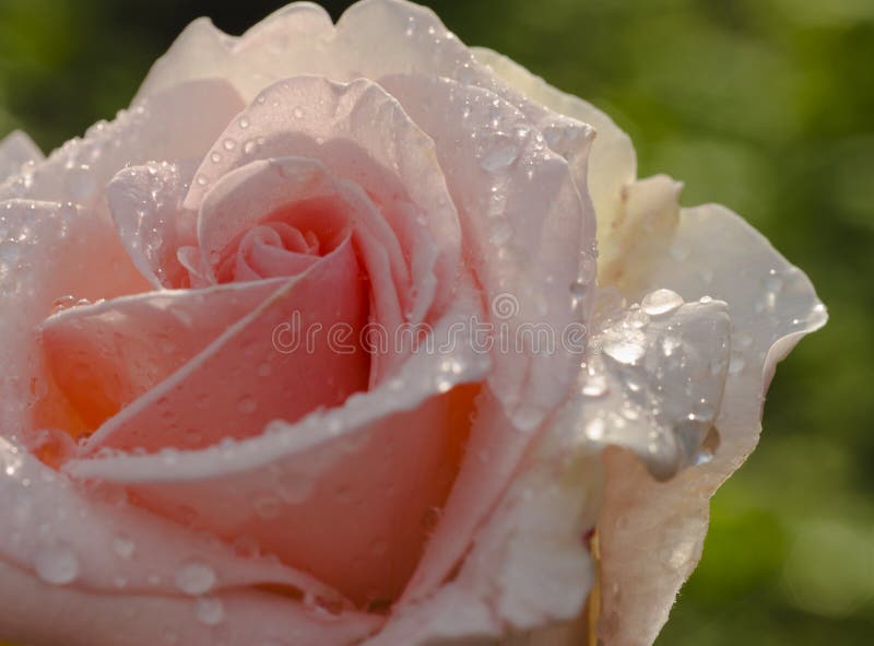 Closeup of a Delicate Rose Flower Stock Image - Image of color, macro ...