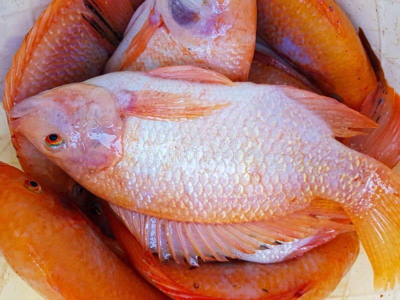 Closeup of Delicious Red Tilapia Fish in a Market Stock Image - Image of animal, seafood: 254653963