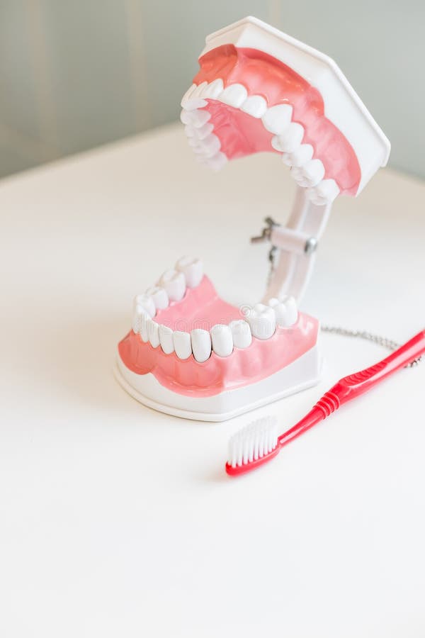Toothbrush Brushing Model Teeth.jaw Samples Tooth Model in Dental ...