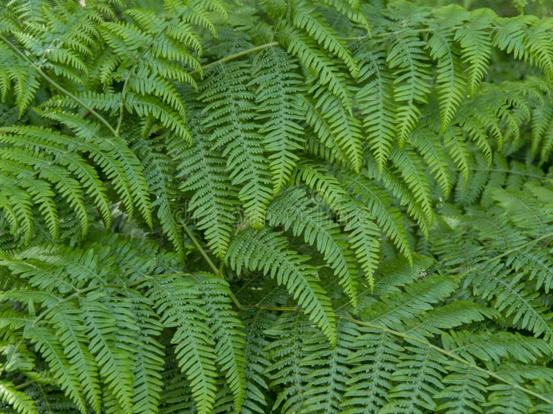 Green Bracken Fern Plants In A Forest With Tall Trees In England Stock ...